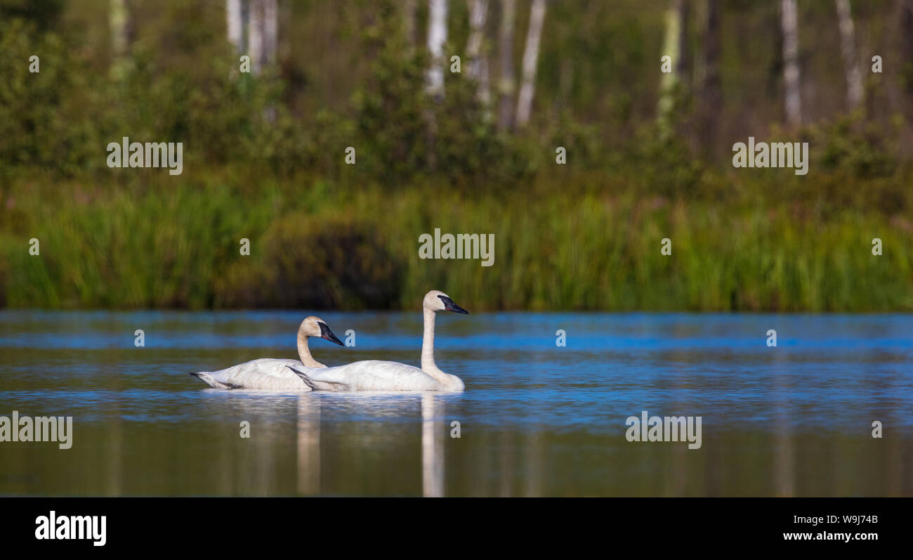 North american swan hi-res stock photography and images - Alamy