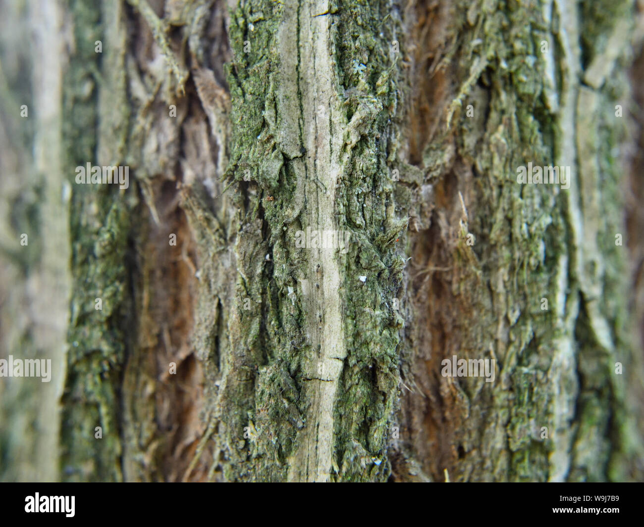 Furrowed bark hi-res stock photography and images - Alamy