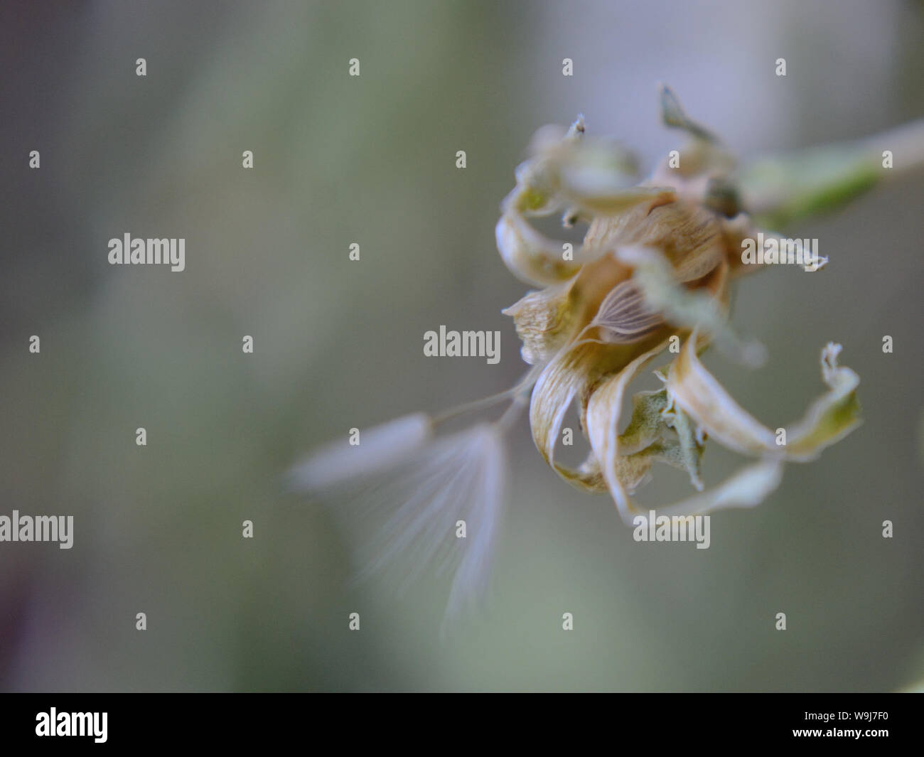 Inflorescence of fruit hi-res stock photography and images - Alamy