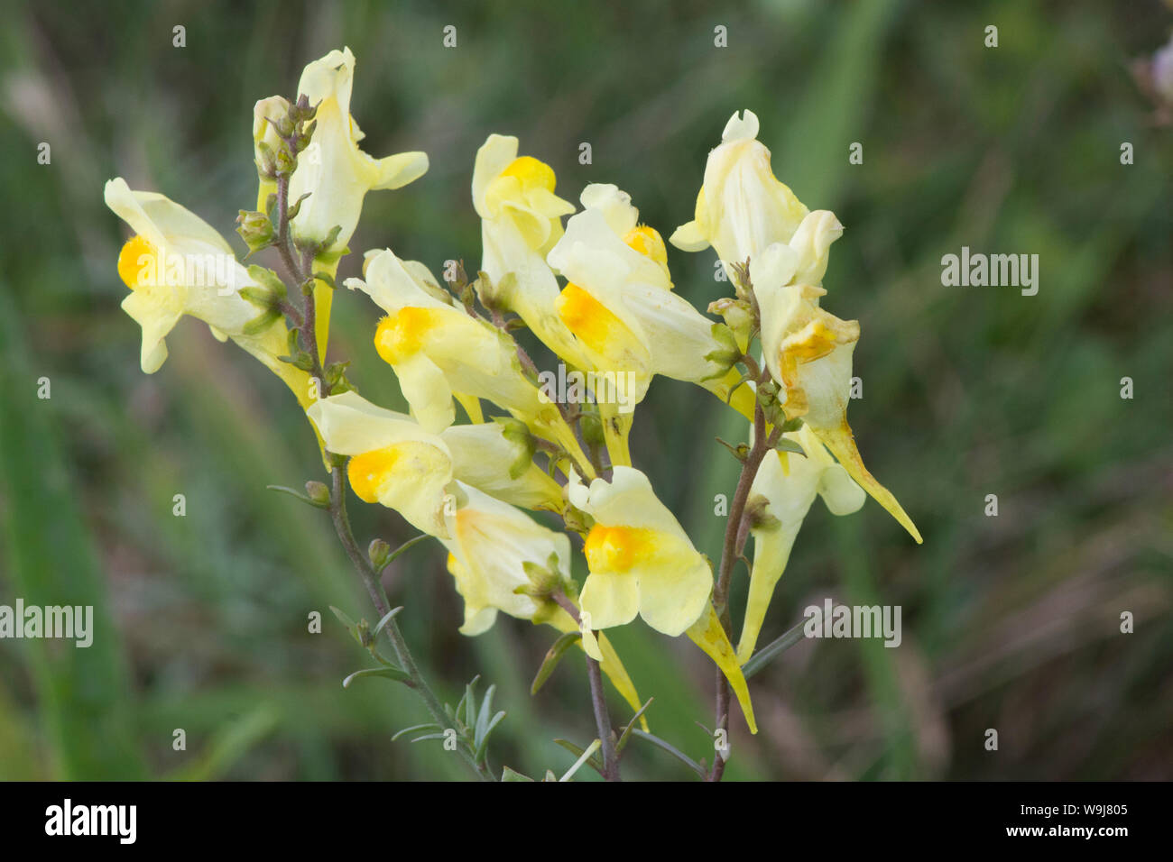 the yellow flowers of Common Toadflax, Yellow Toadflax, Linaria ...