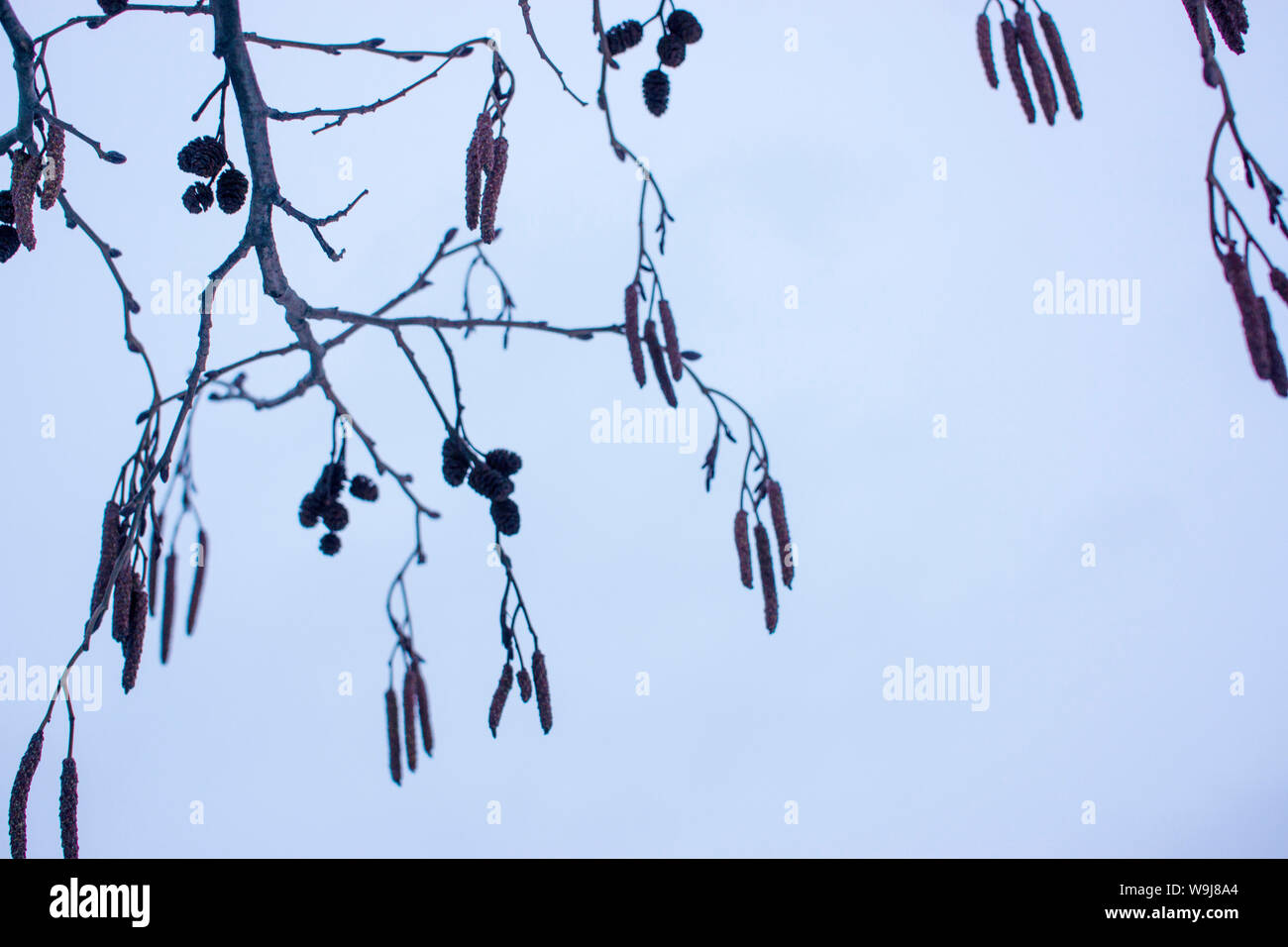 Spring in forest with alder tree buds and branches on bright blue sky ...