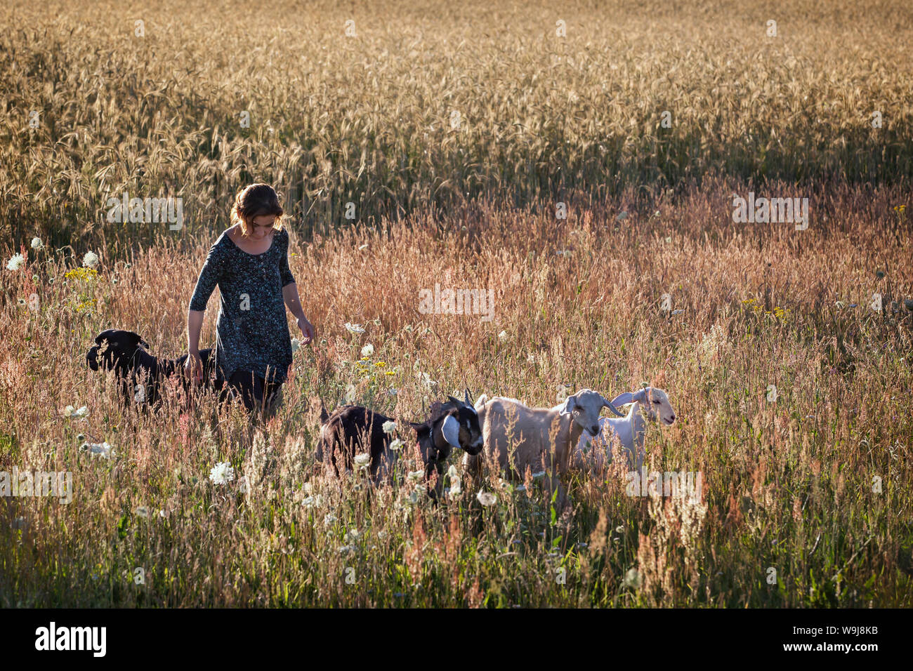 Shepherd with her goats, and her dog in meadow Stock Photo - Alamy