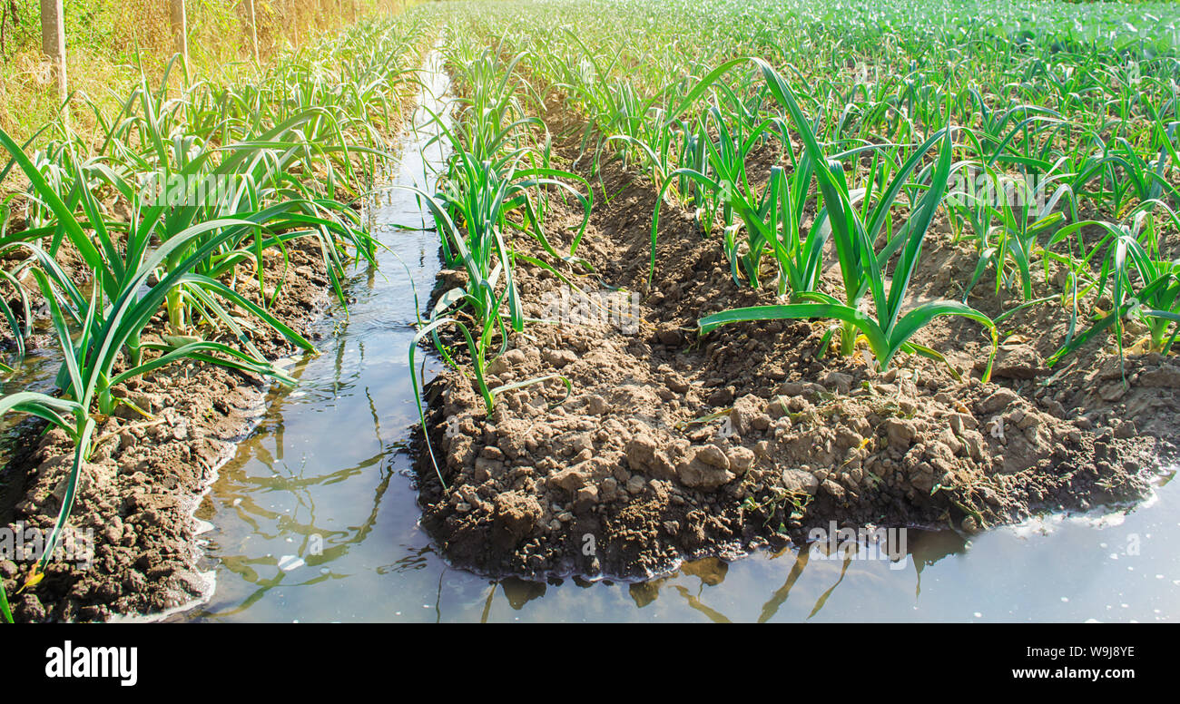 Irrigation leek in the field. Traditional natural watering. Eco ...