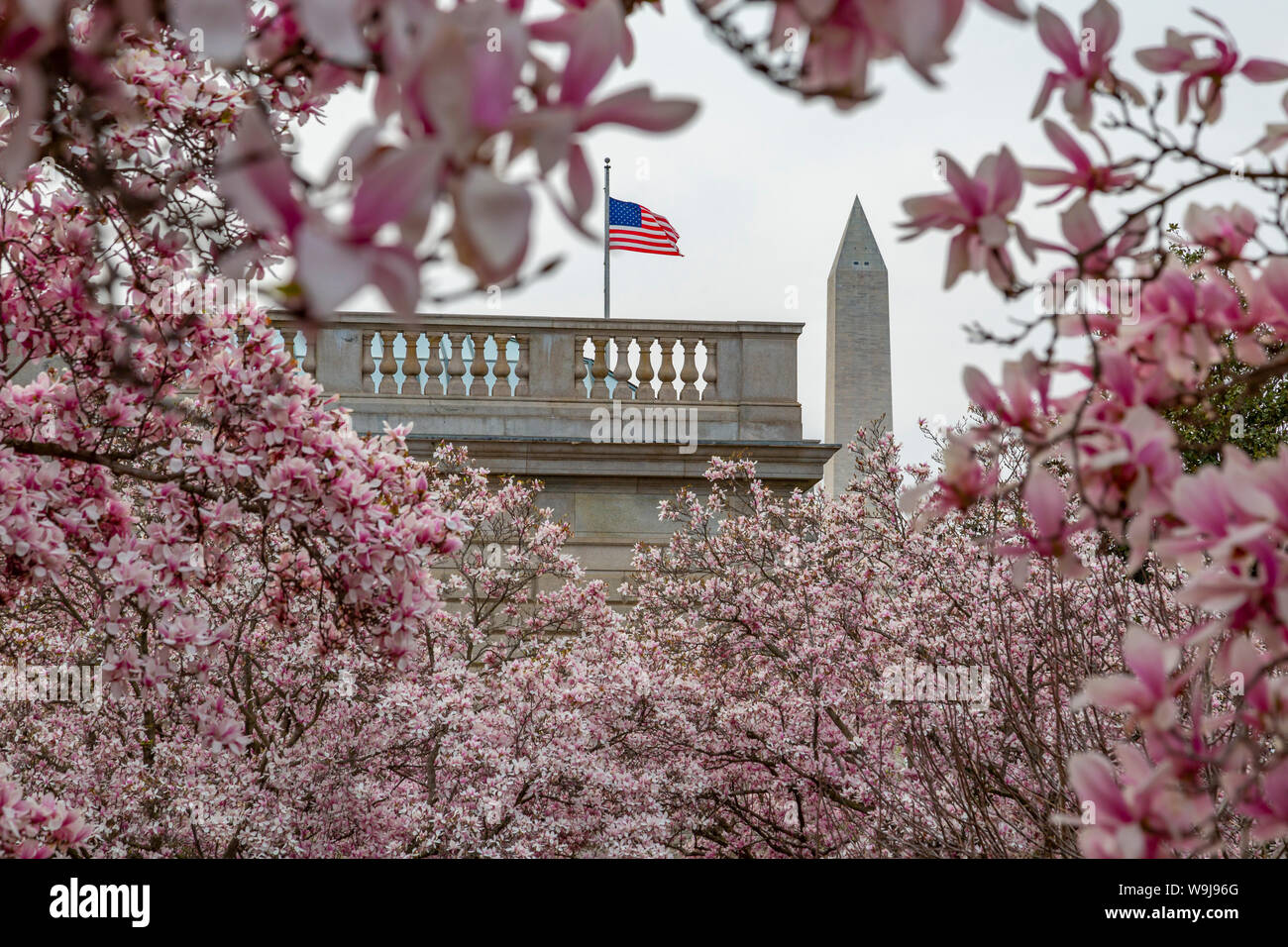 View of Washington Monument and spring blossom from The Moongate Garden ...