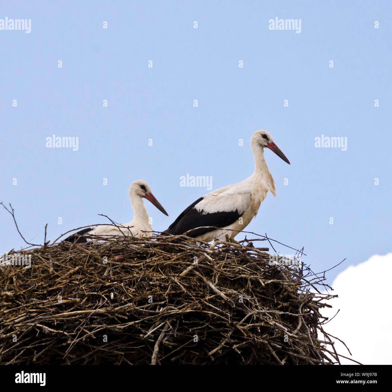 Two starches sit and stand in a big bird nest high on a roof top Stock ...