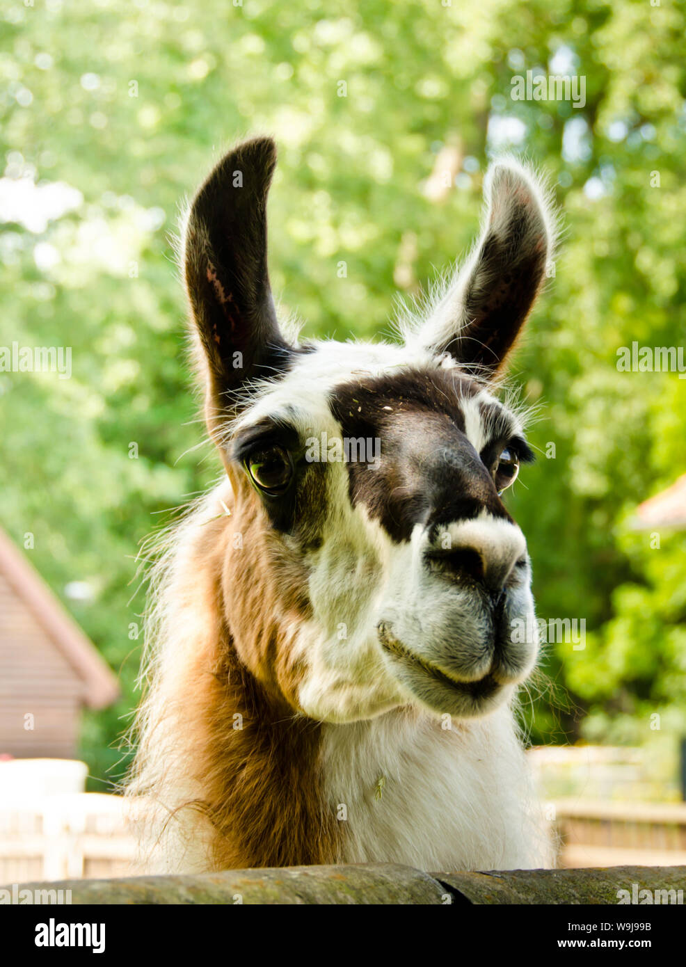 Portrait of a lama, which looks with big brown eyes into the world ...