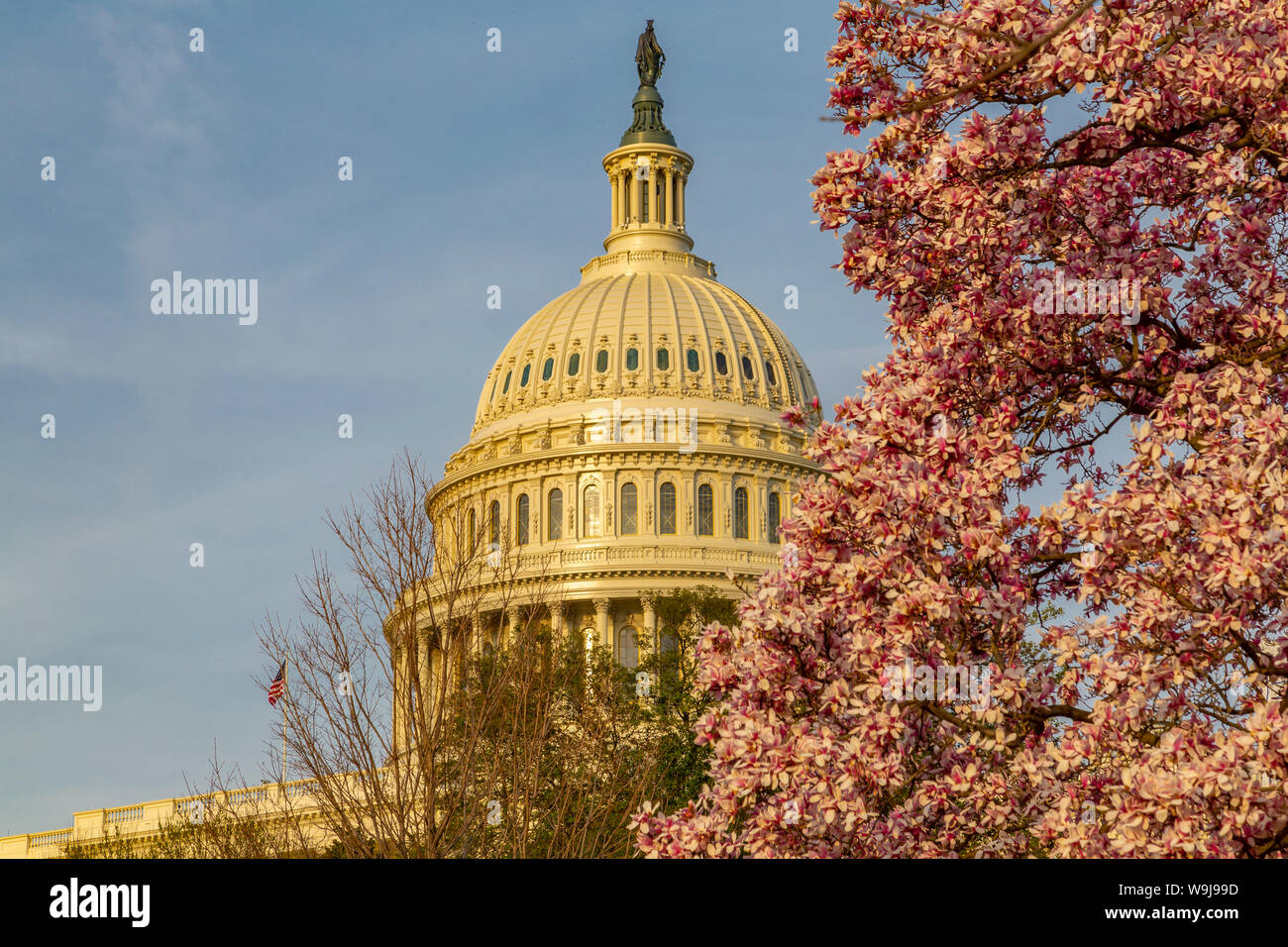 United capitol with cherry blossoms flowers washington dc usa hi-res ...
