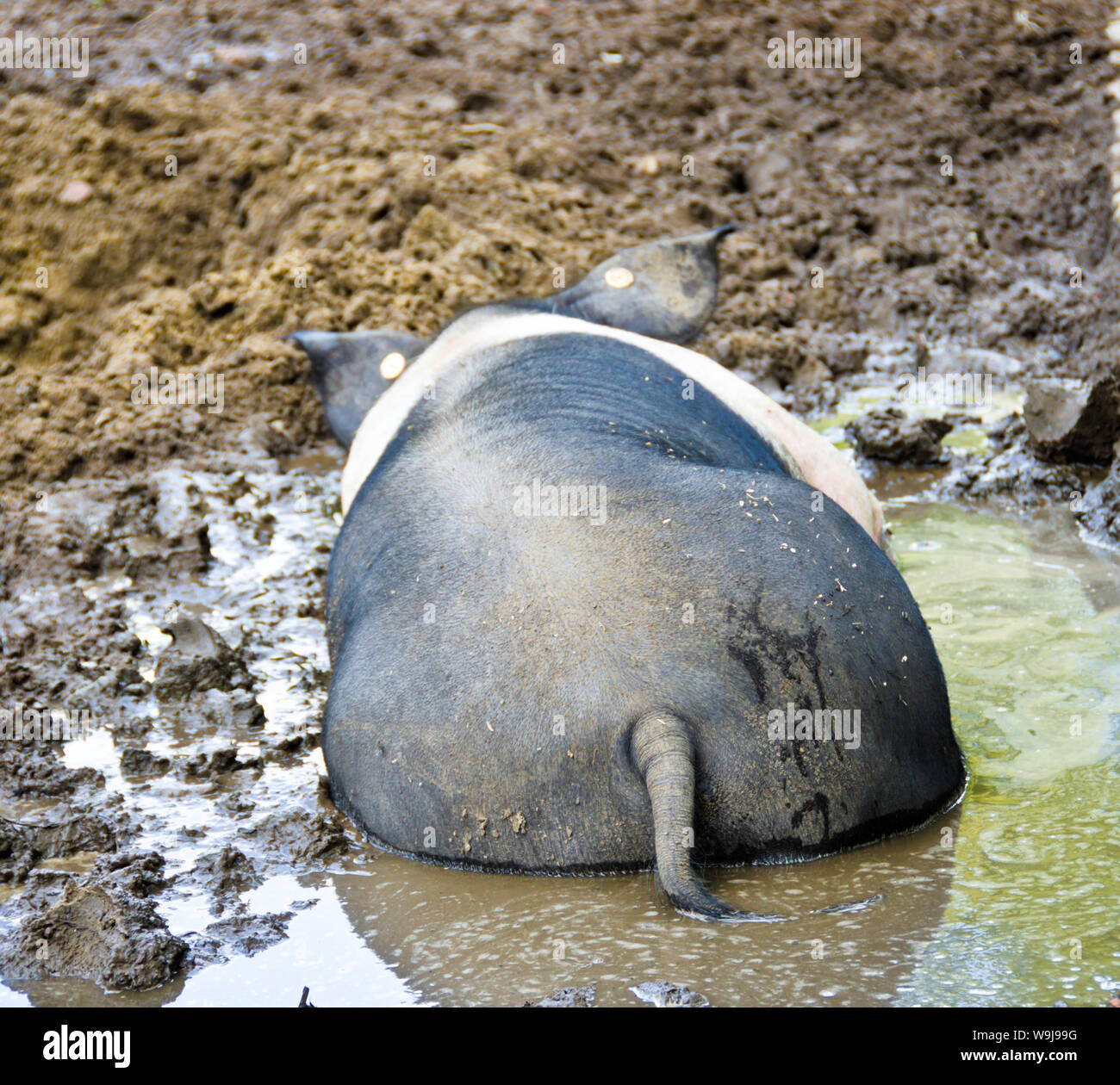 Pig laying down hi-res stock photography and images - Alamy