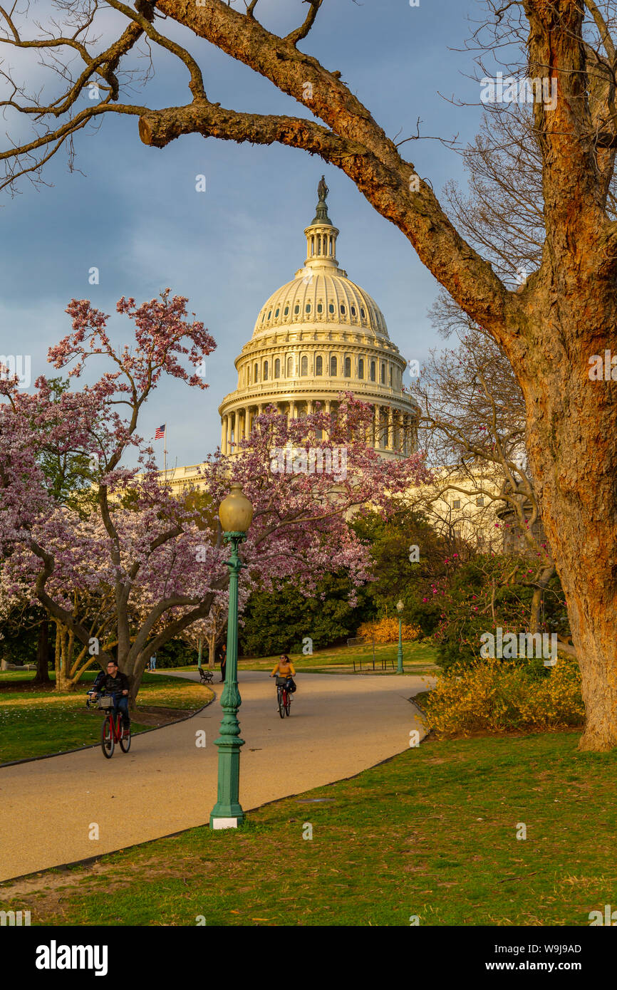 United capitol with cherry blossoms flowers washington dc usa hi-res ...