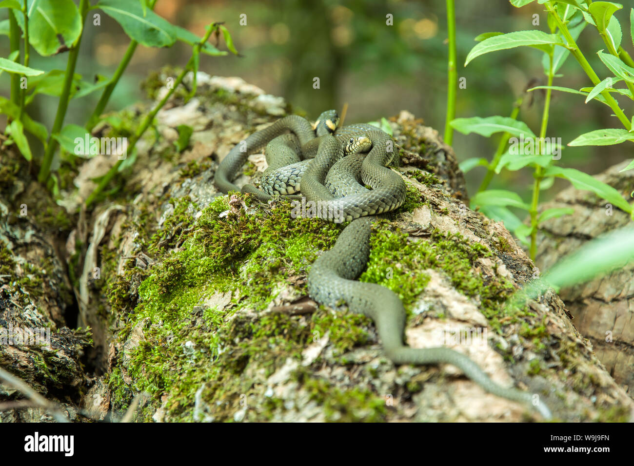 Water snakes hi-res stock photography and images - Alamy
