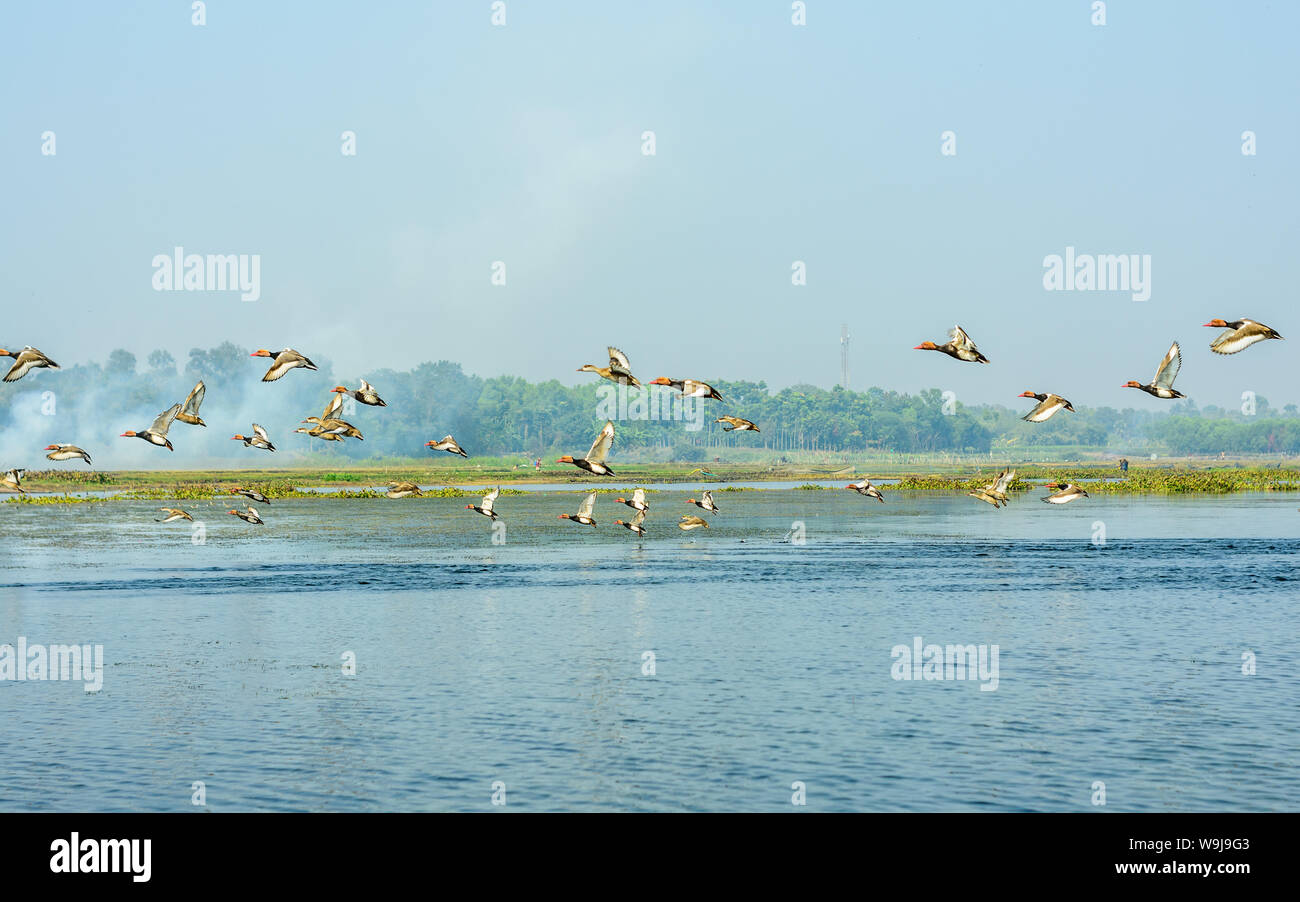 Species of aquatic migratory terrestrial birds of fresh water and ...
