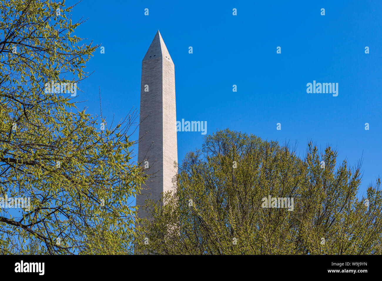 The Washington Monument and cherry blossom trees, Washington D.C ...