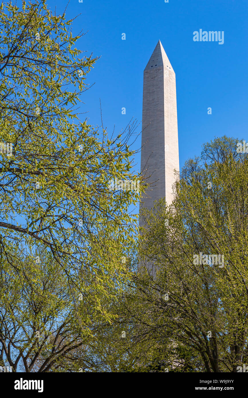 The Washington Monument and cherry blossom trees, Washington D.C ...