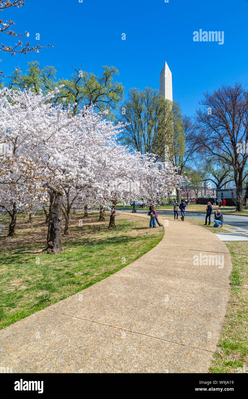 The Washington Monument and cherry blossom trees, Washington D.C ...