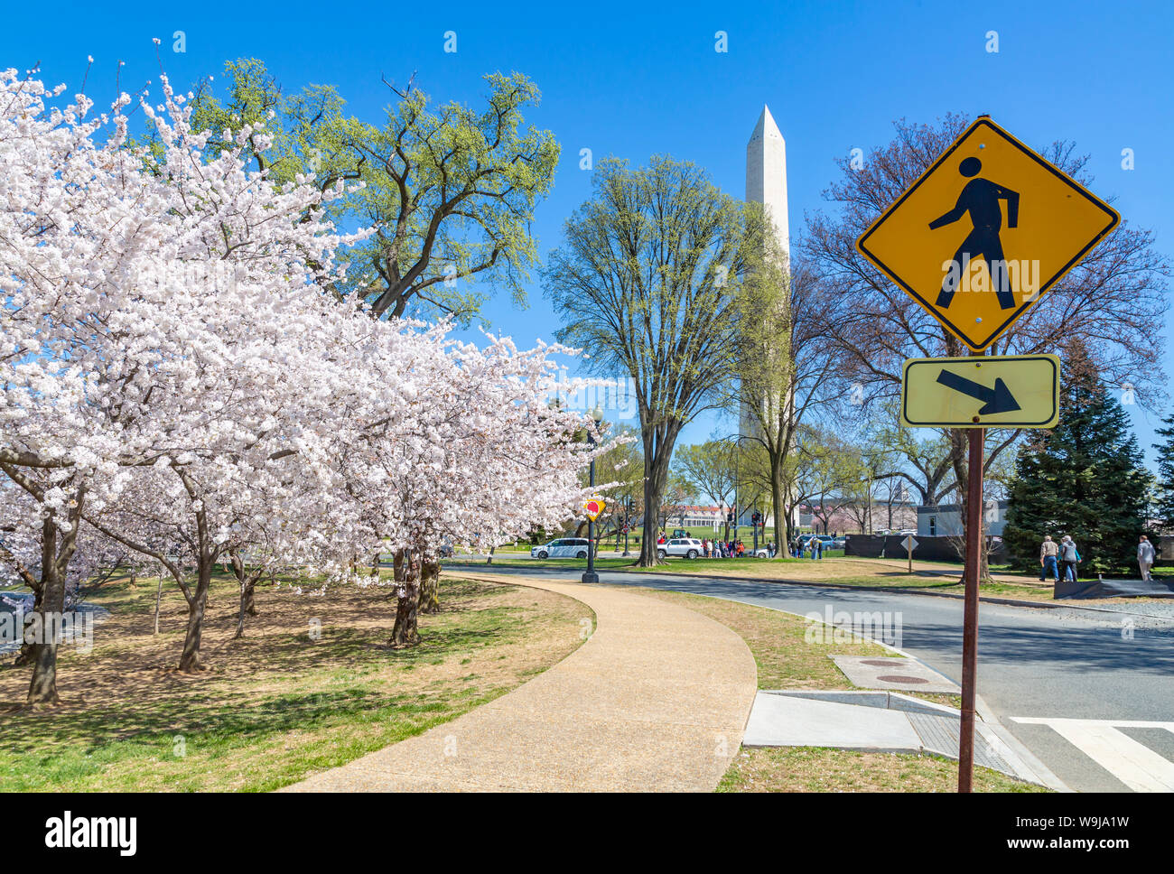 The Washington Monument and cherry blossom trees, Washington D.C ...