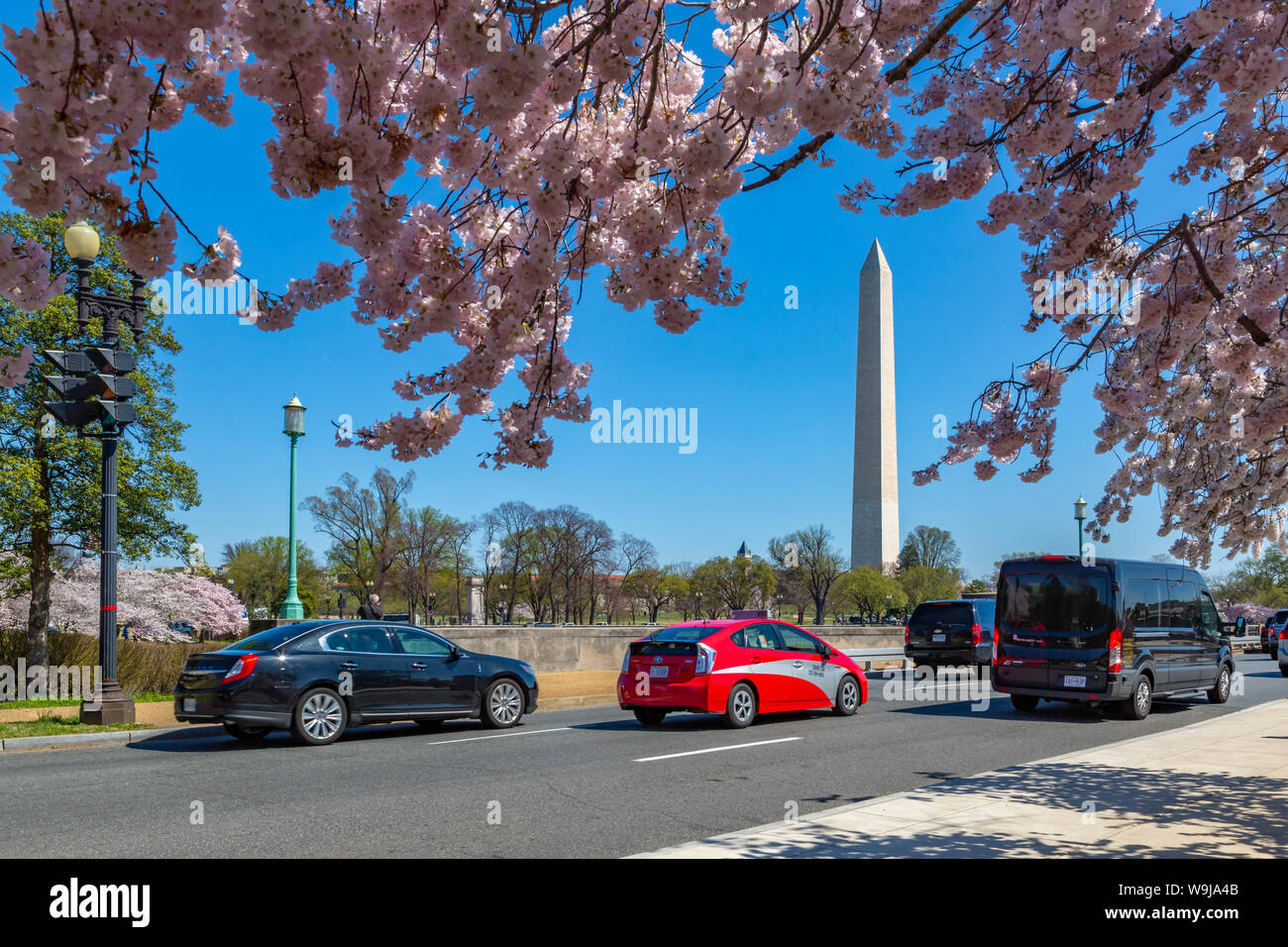 The Washington Monument and cherry blossom trees, Washington D.C ...