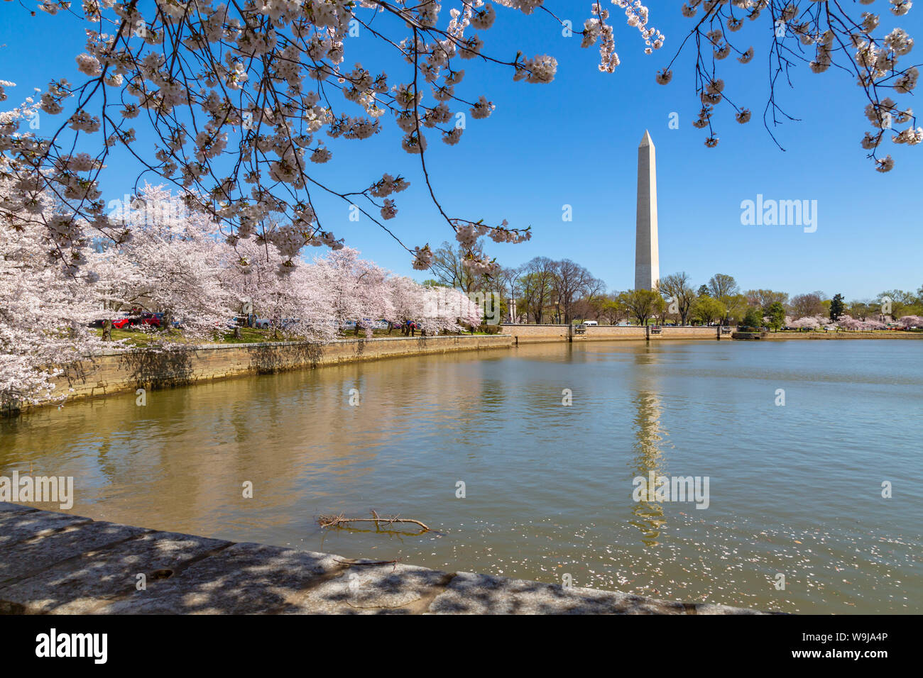 The Washington Monument and cherry blossom trees, Washington D.C ...
