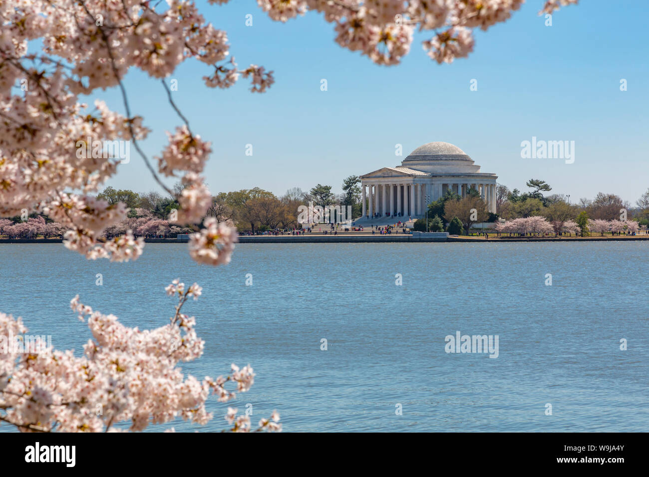 Tidal basin cherry blossom hi-res stock photography and images - Alamy