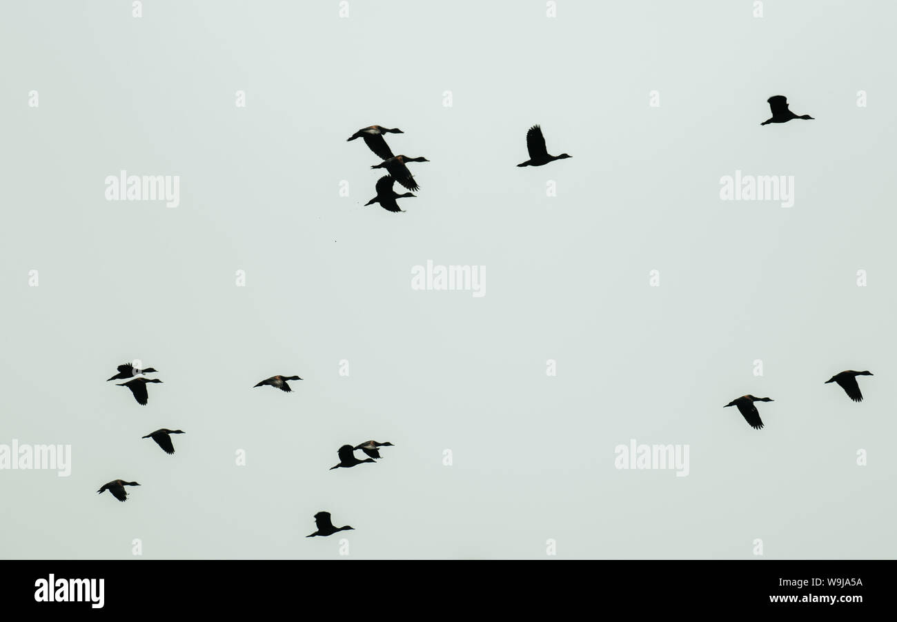 Flock of migrating Cormorant Shag Birds flying together as a group in ...