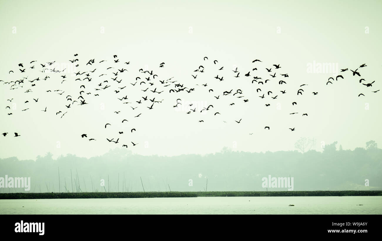 Flock Of Cormorant Shag Birds Flying Over Lake In Winter. Migratory ...