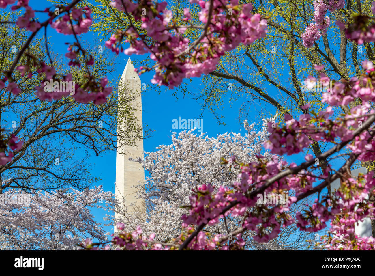 The Washington Monument and cherry blossom trees, Washington D.C ...