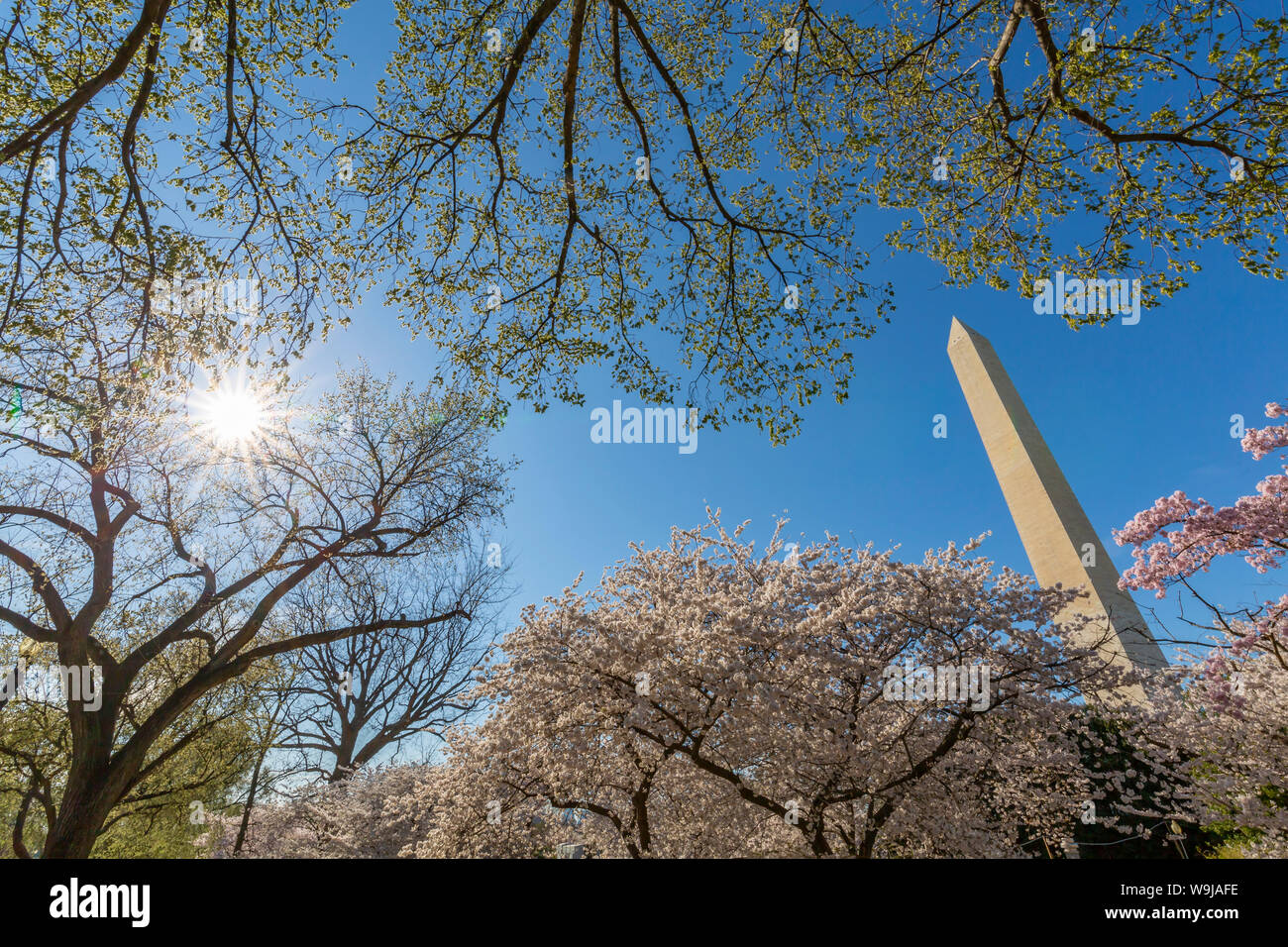 The Washington Monument and cherry blossom trees, Washington D.C ...