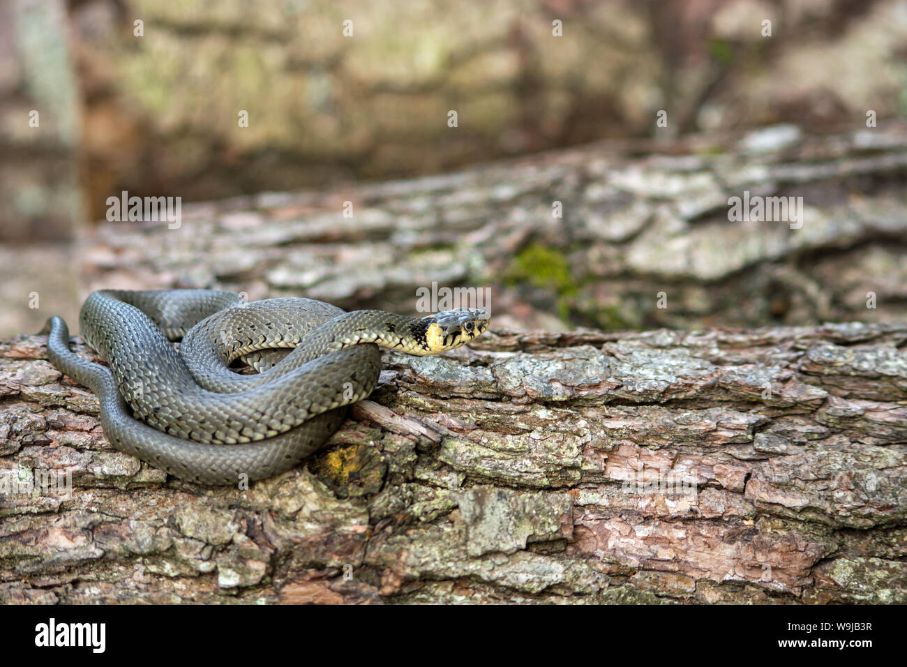 Brown tree snake hi-res stock photography and images - Alamy