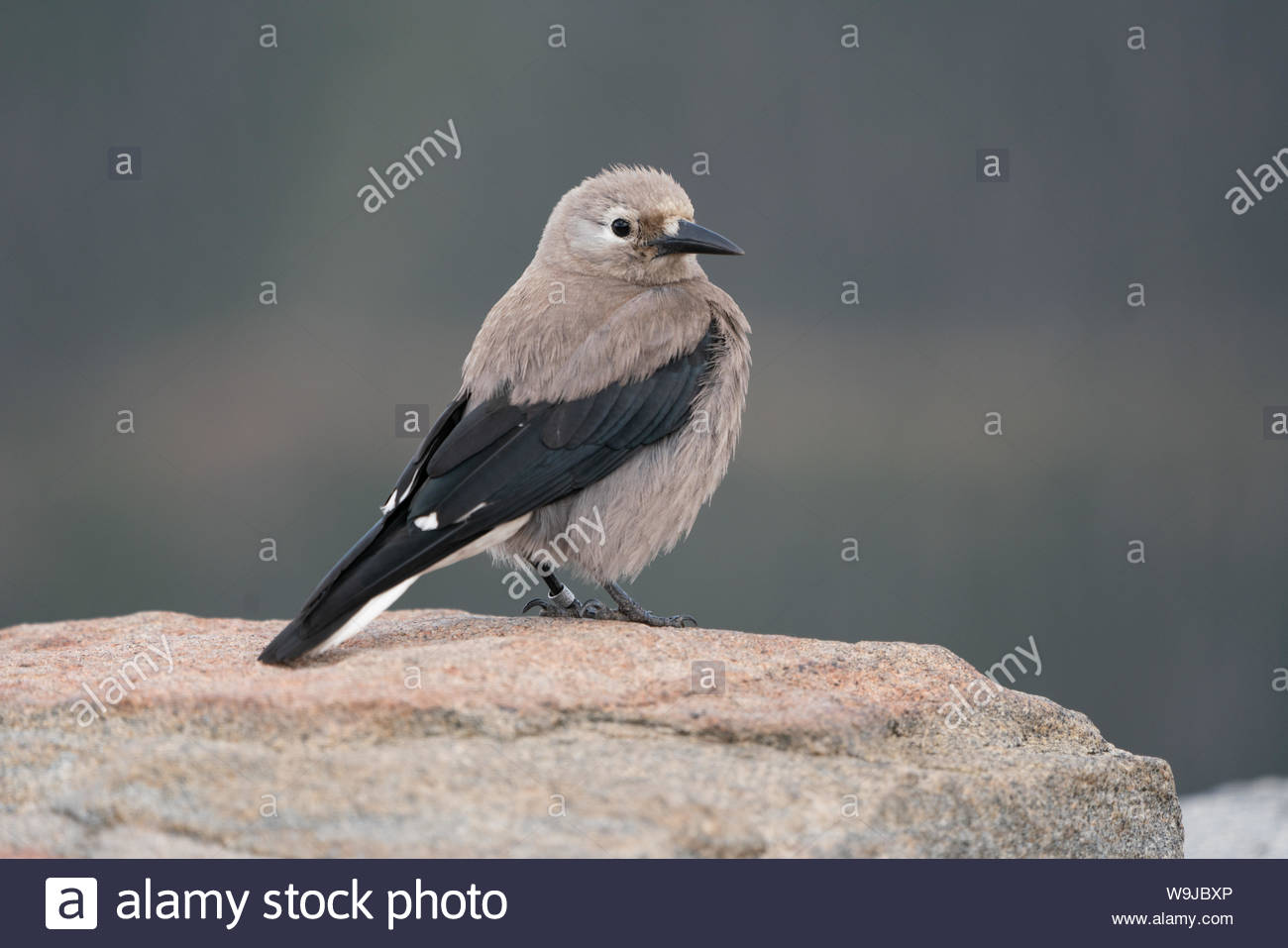 White Breasted Crow High Resolution Stock Photography and Images - Alamy