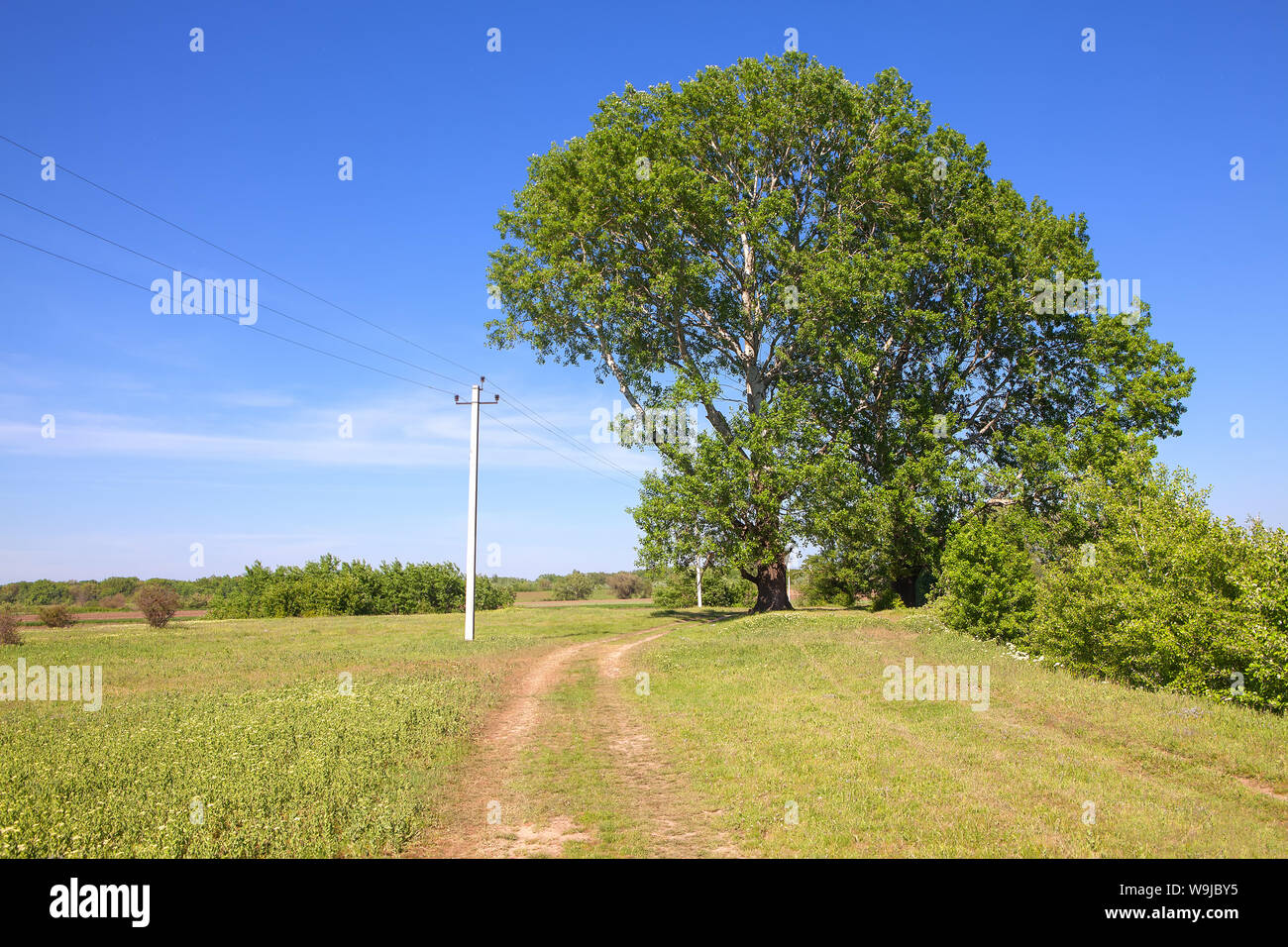 scenery with green tree and country road Stock Photo - Alamy