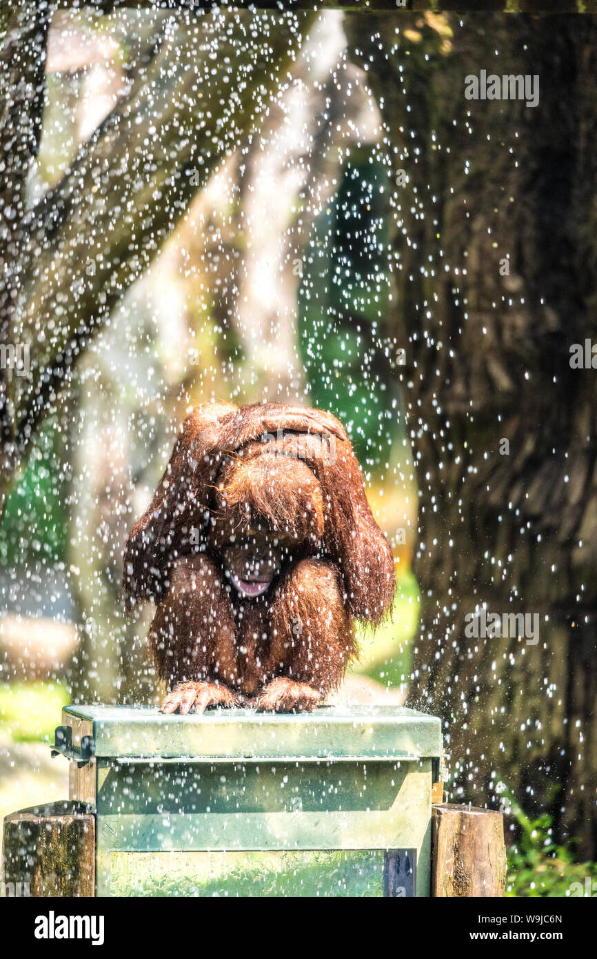 orang utan having a shower Stock Photo - Alamy