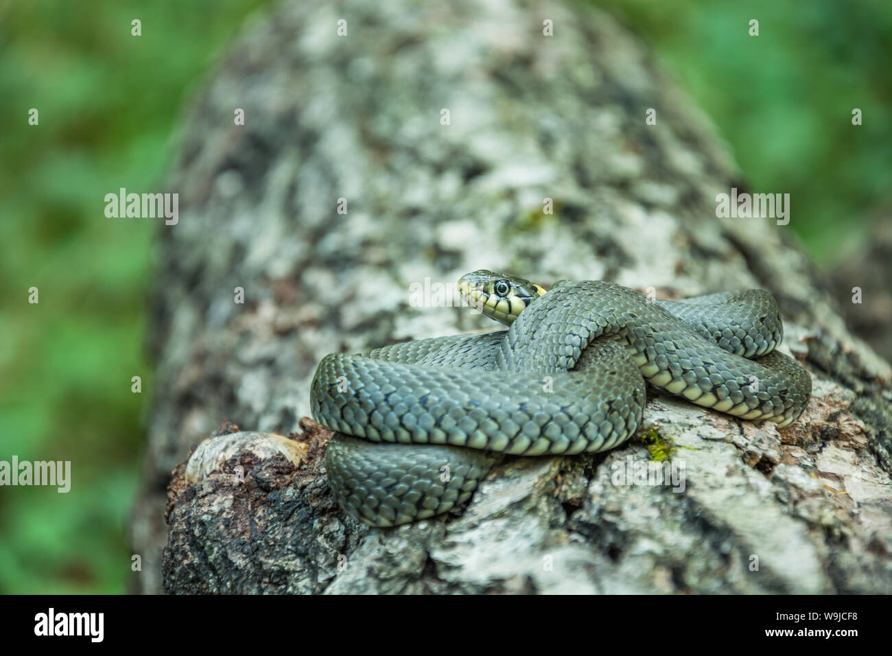 Snake coiled tree hi-res stock photography and images - Alamy
