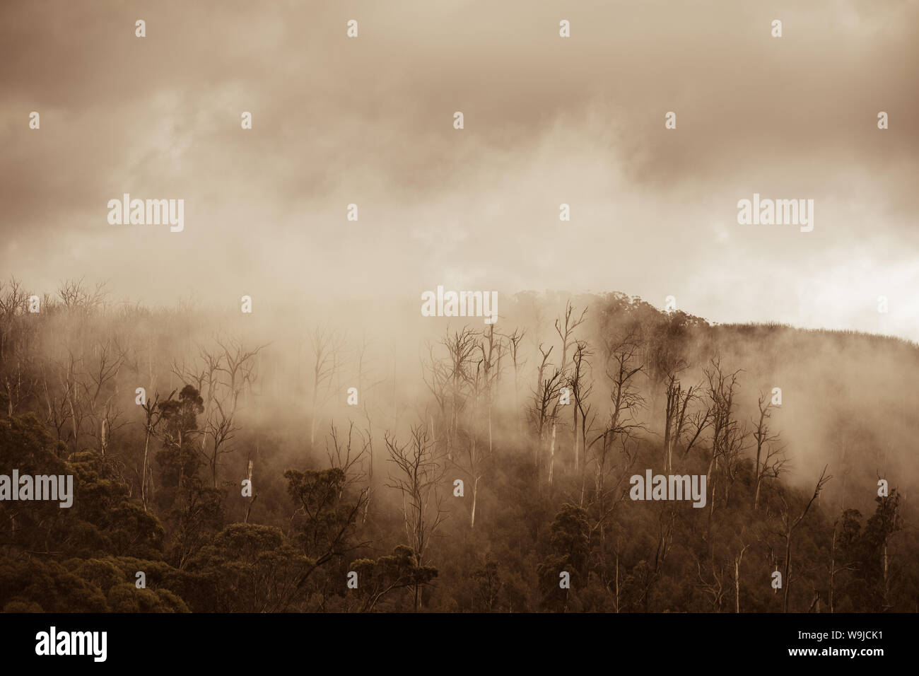 Rainforest in Australia with fog Stock Photo - Alamy