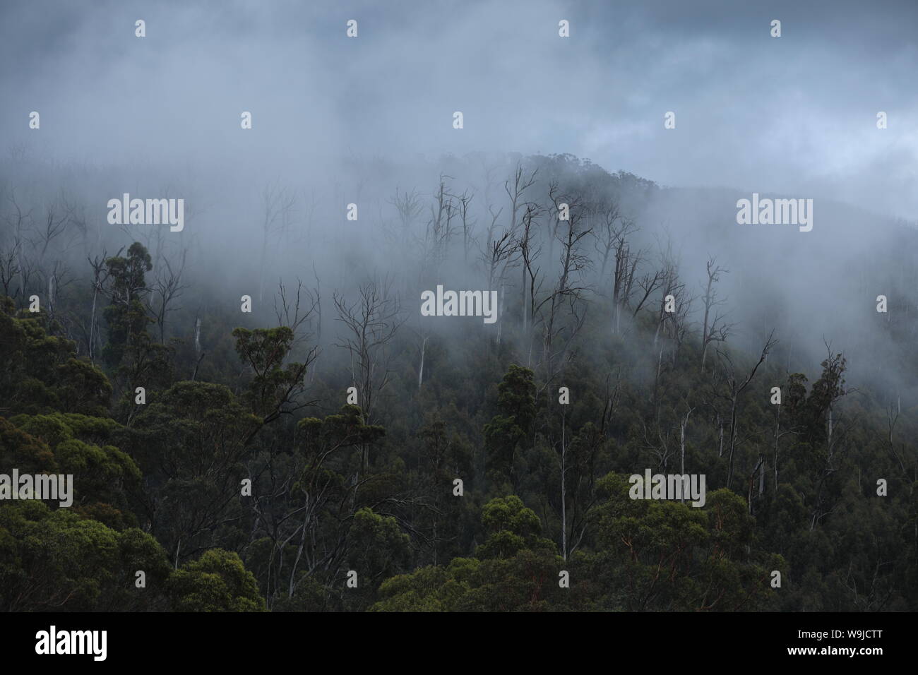 Rainforest in Australia with fog Stock Photo - Alamy