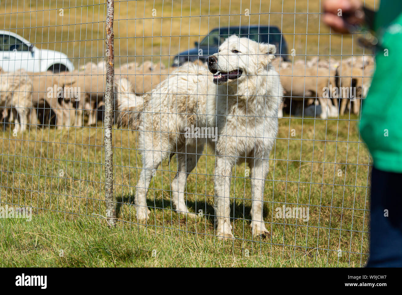Shepherd sheepdog dog sheep hi-res stock photography and images - Alamy