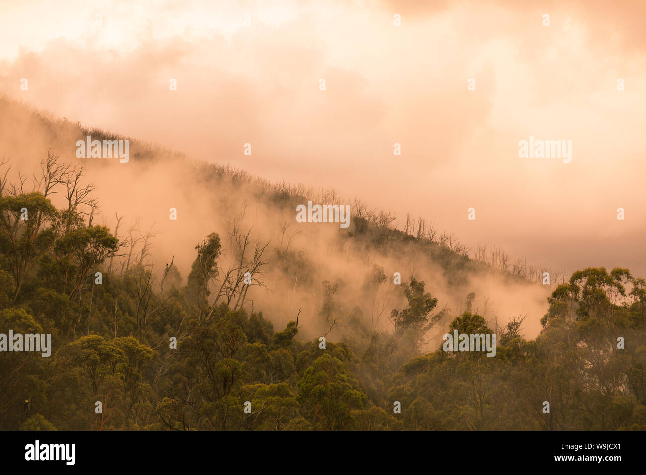 Rainforest in Australia with fog Stock Photo - Alamy