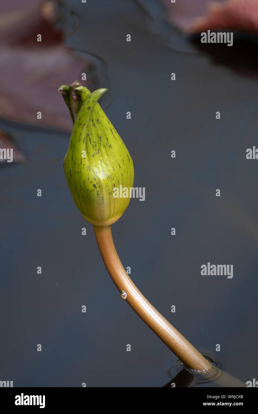 Bud and green stem of unopened water lily Stock Photo - Alamy