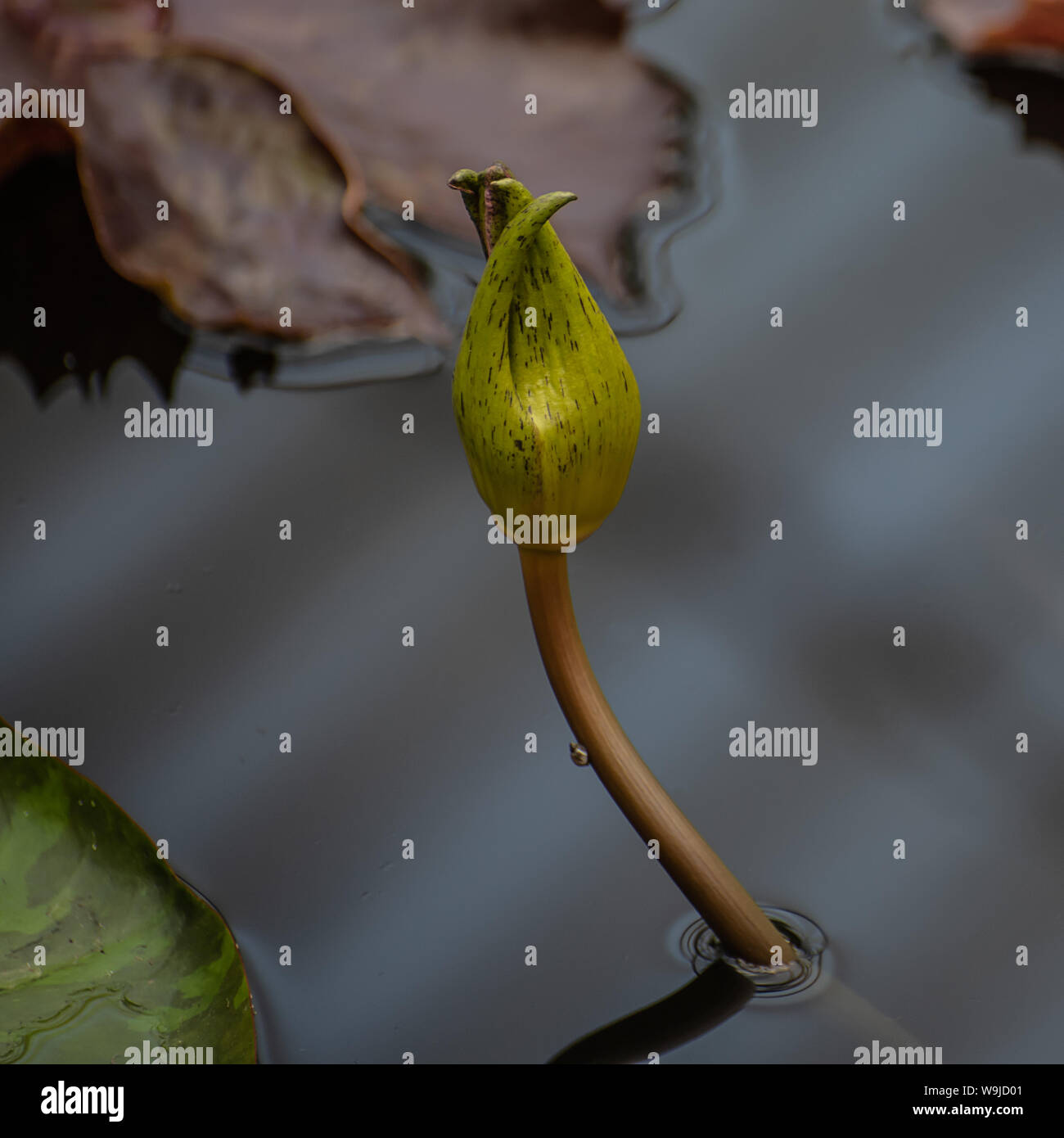 Bud and green stem of unopened water lily Stock Photo - Alamy