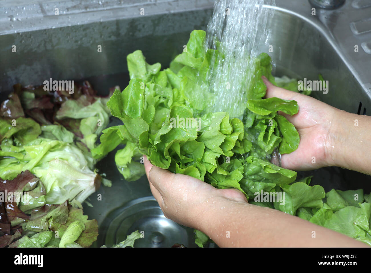 Wash green oak lettuce on the sink. Wash fruits and vegetables before ...