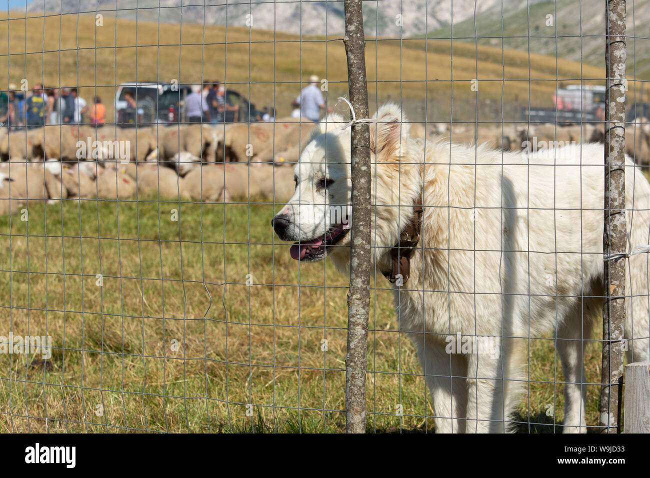 Wolf attack hi-res stock photography and images - Alamy
