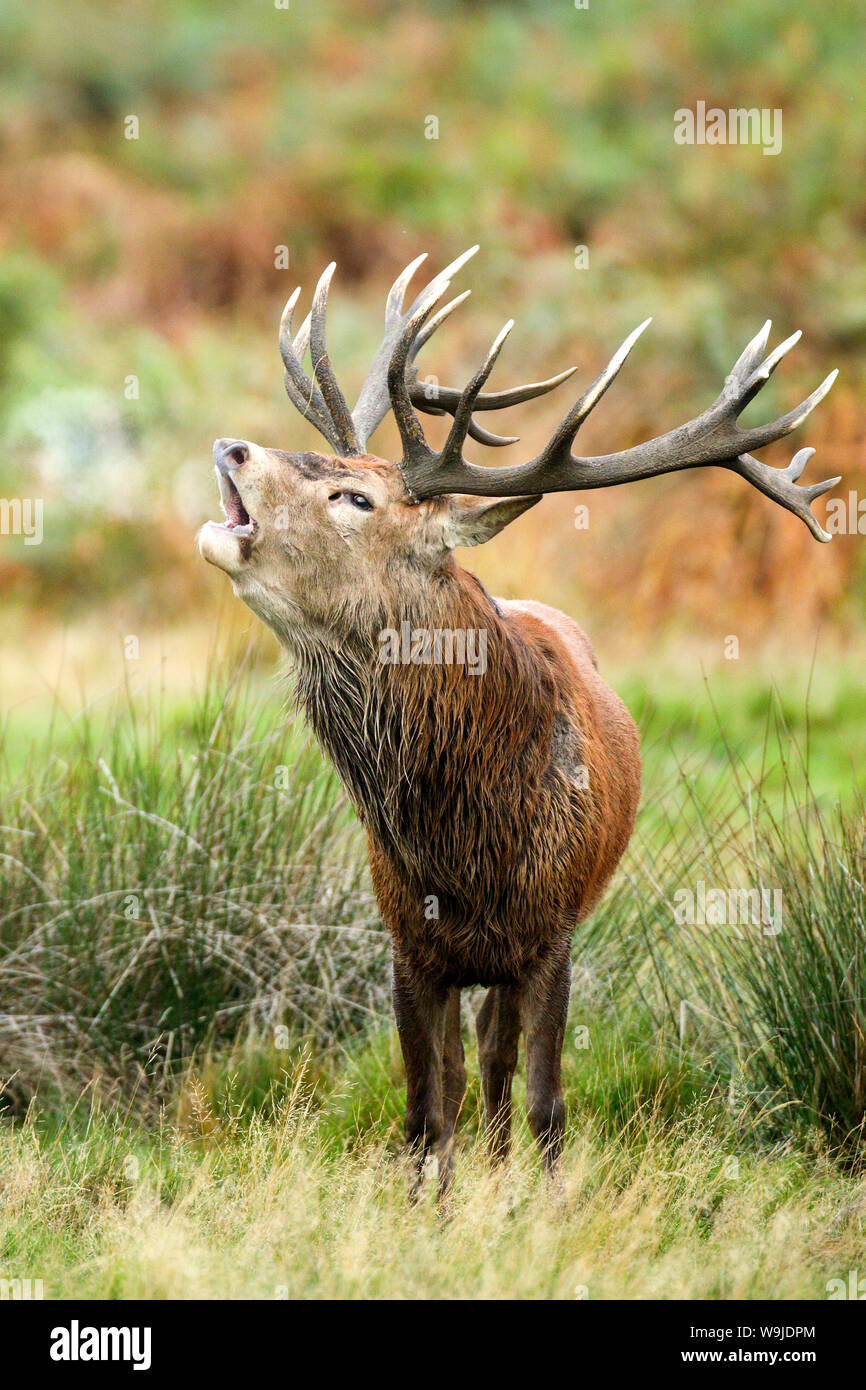 Rothirsch richmond park hi-res stock photography and images - Alamy