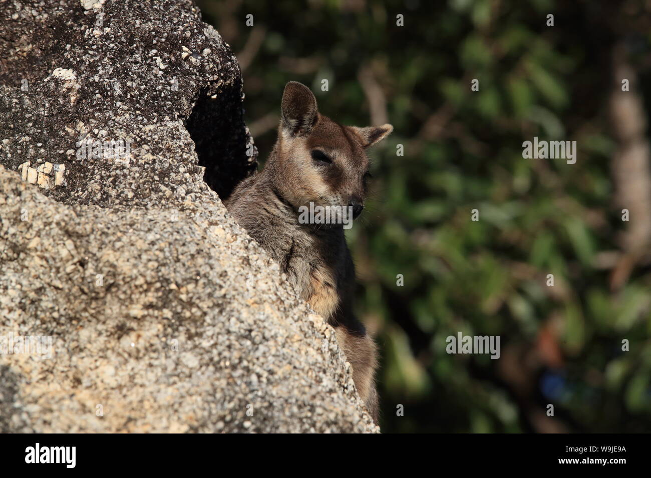 Mareeba rock wallabies at Granite Gorge,queensland australia Stock ...