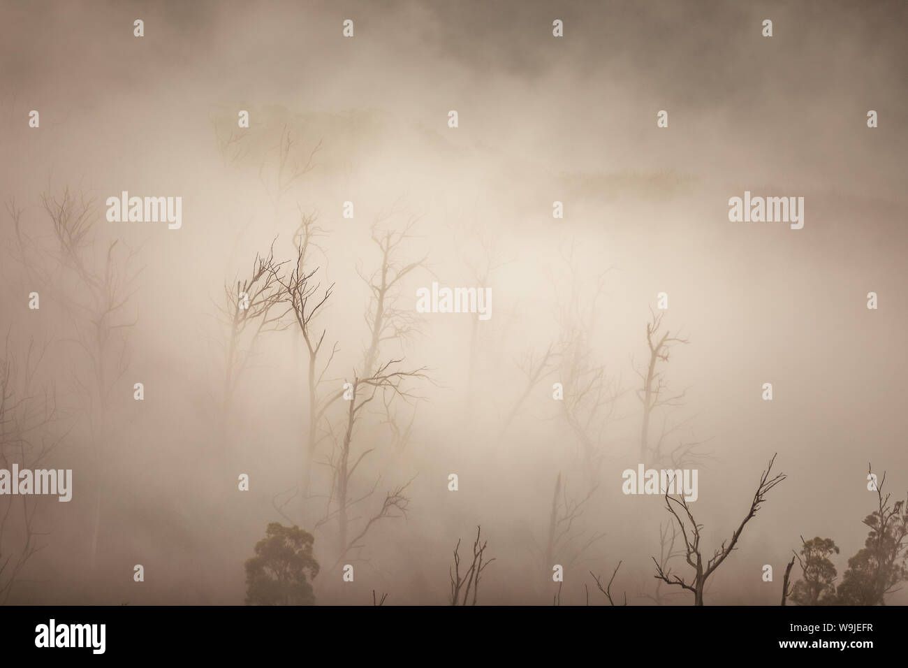 Rainforest in Australia with fog Stock Photo - Alamy