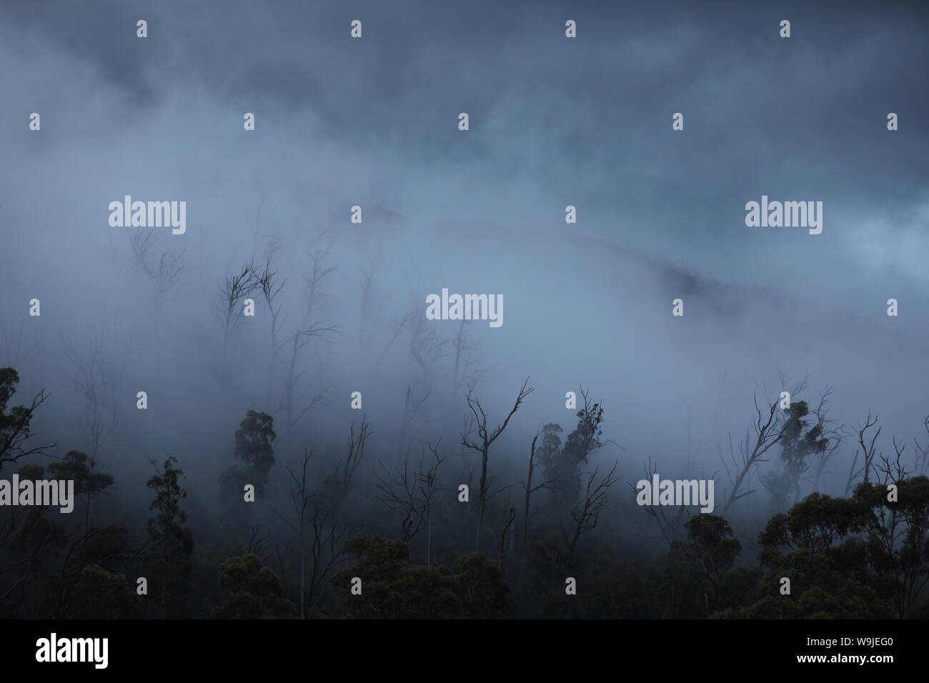 Rainforest in Australia with fog Stock Photo - Alamy