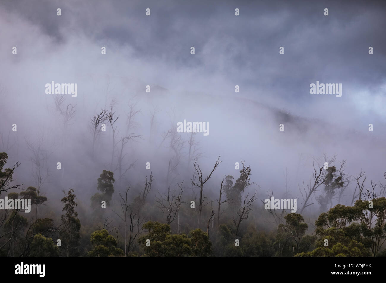 Rainforest in Australia with fog Stock Photo - Alamy