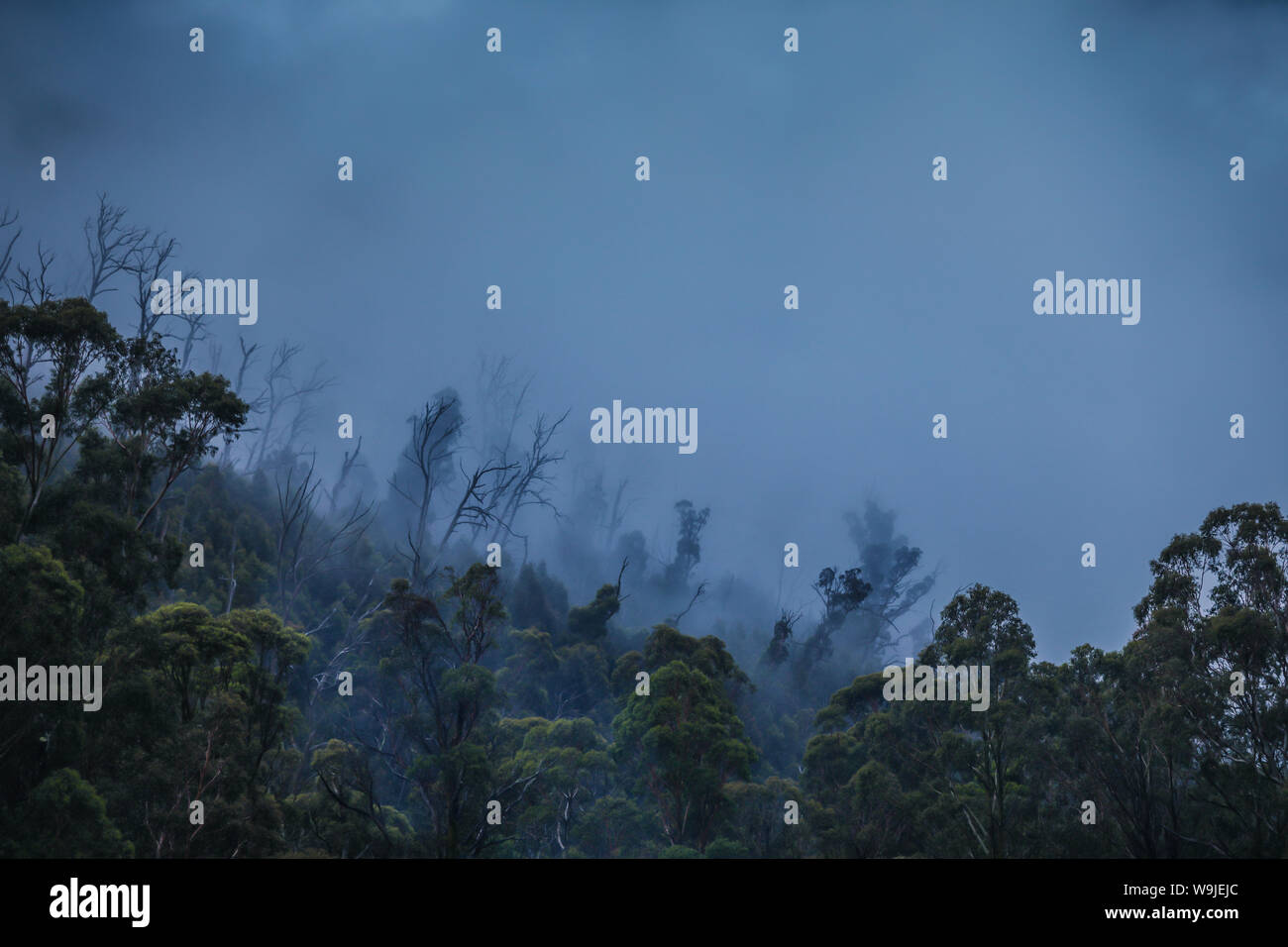 Rainforest in Australia with fog Stock Photo - Alamy