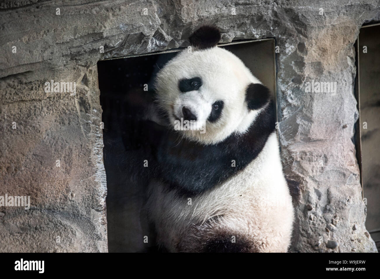 Berlin, Germany. 14th Aug, 2019. Panda-Dama Meng Meng explores her ...