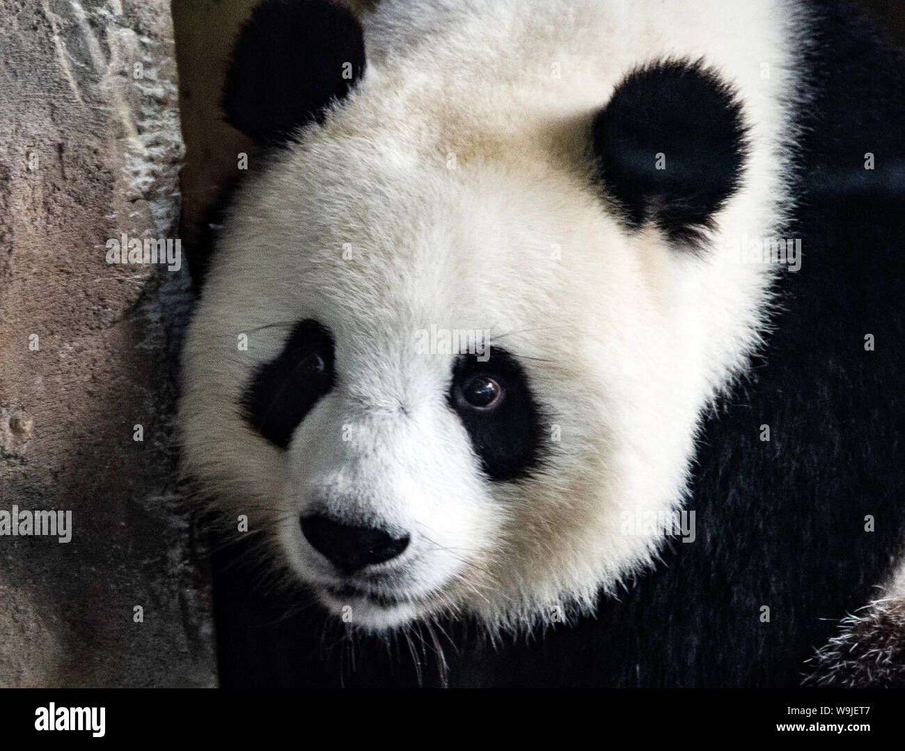 Berlin, Germany. 14th Aug, 2019. Panda-Dama Meng Meng explores her ...