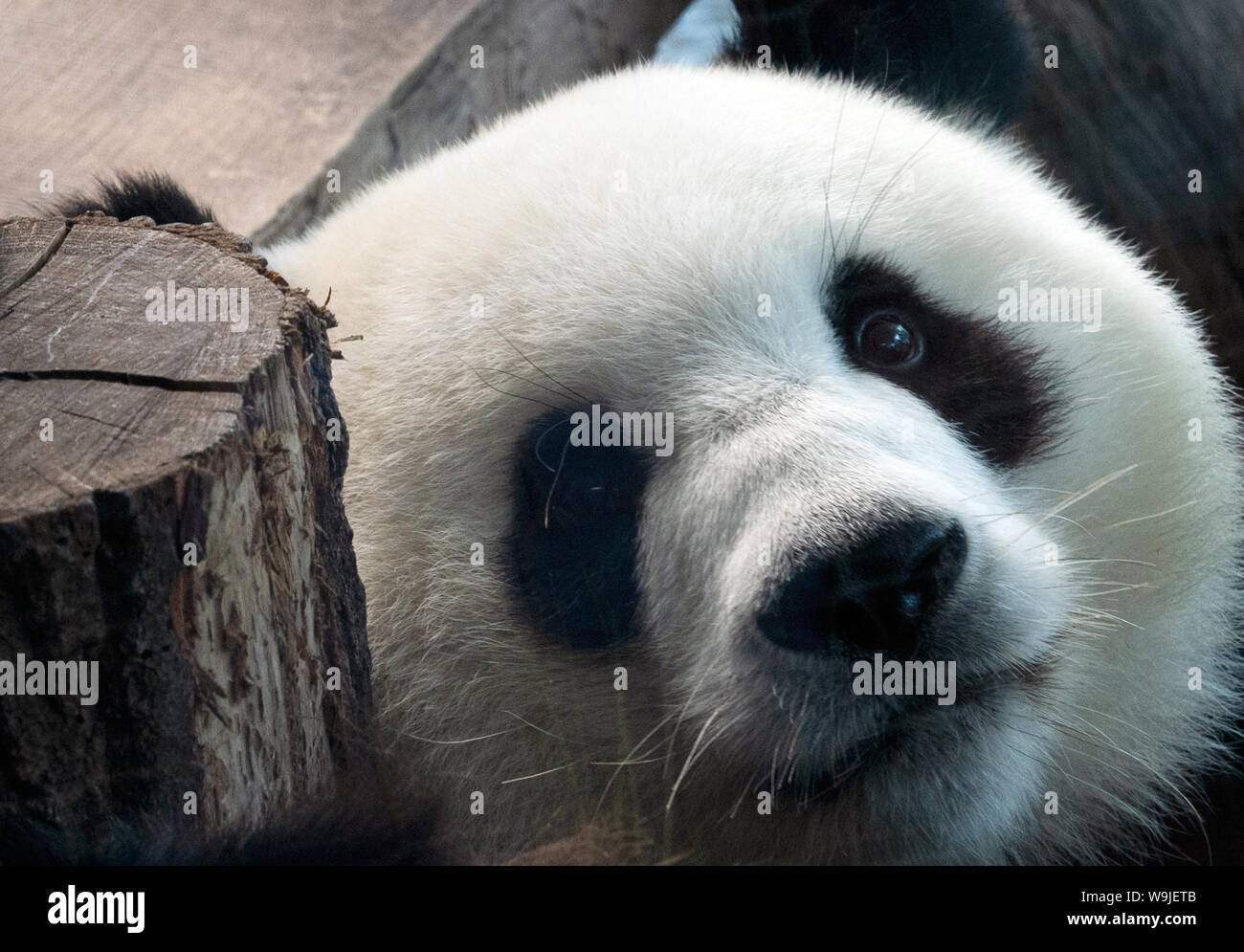 Berlin, Germany. 14th Aug, 2019. Panda-Dama Meng Meng explores her ...