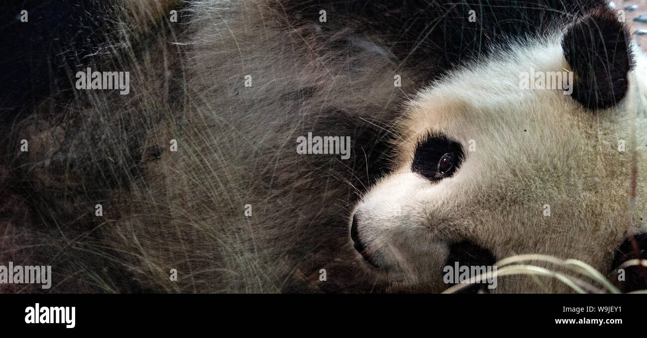 Berlin, Germany. 14th Aug, 2019. Panda-Dama Meng Meng explores her ...