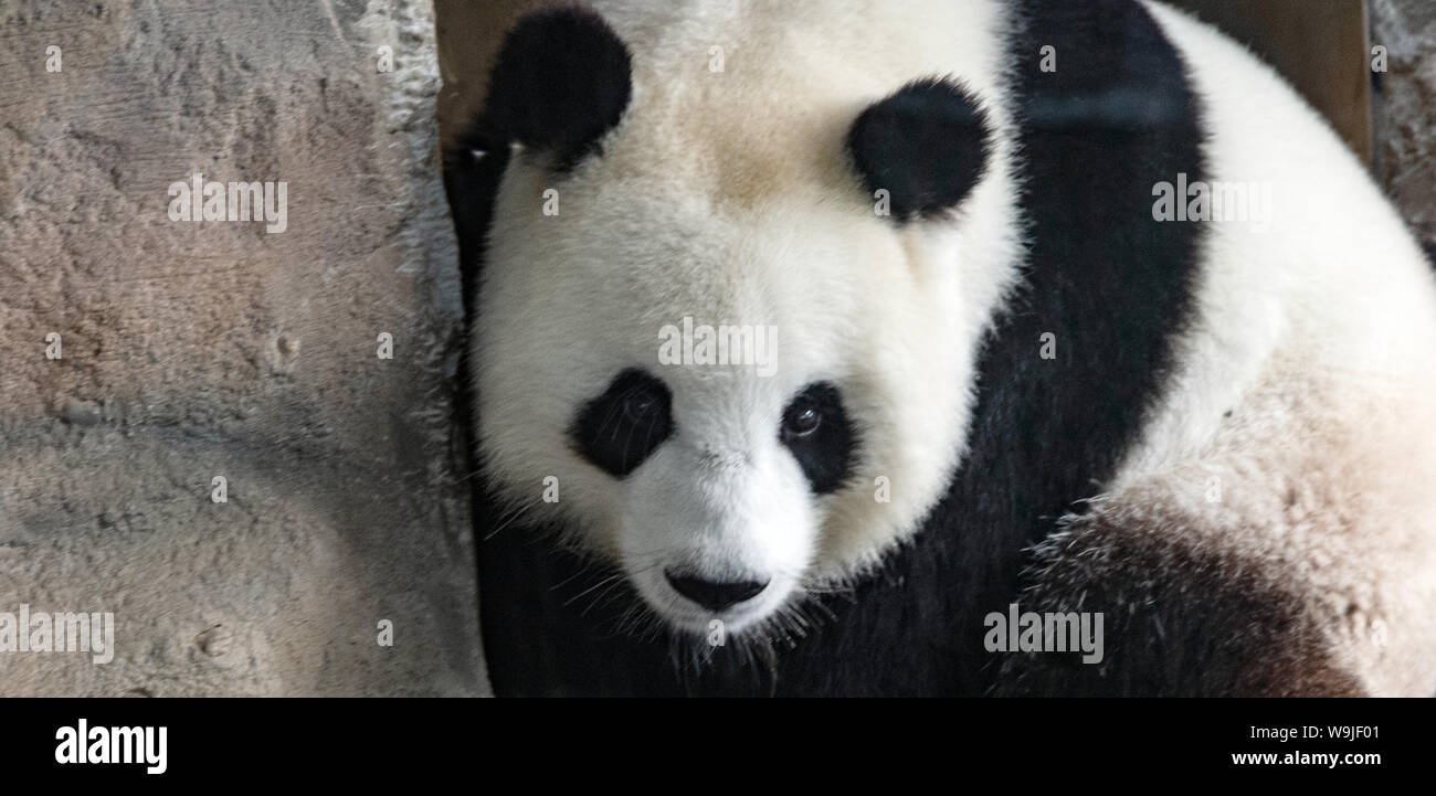 Berlin, Germany. 14th Aug, 2019. Panda-Dama Meng Meng explores her ...